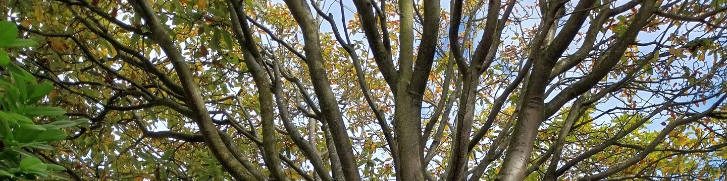 Project: Brook Drive Street Tree Felling | London Borough of Lambeth